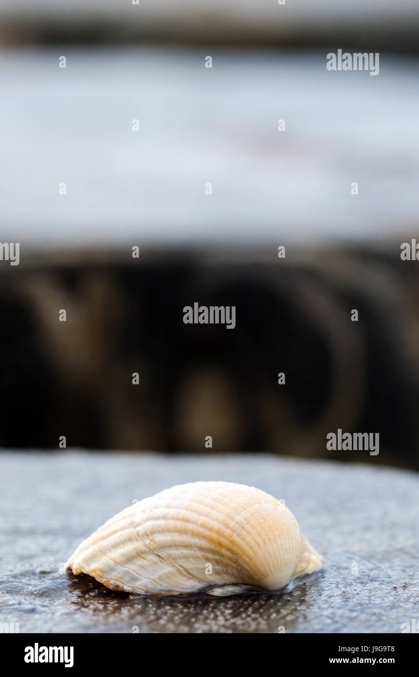 beach, seaside, the beach, seashore, shell, stage, salt water, sea ...