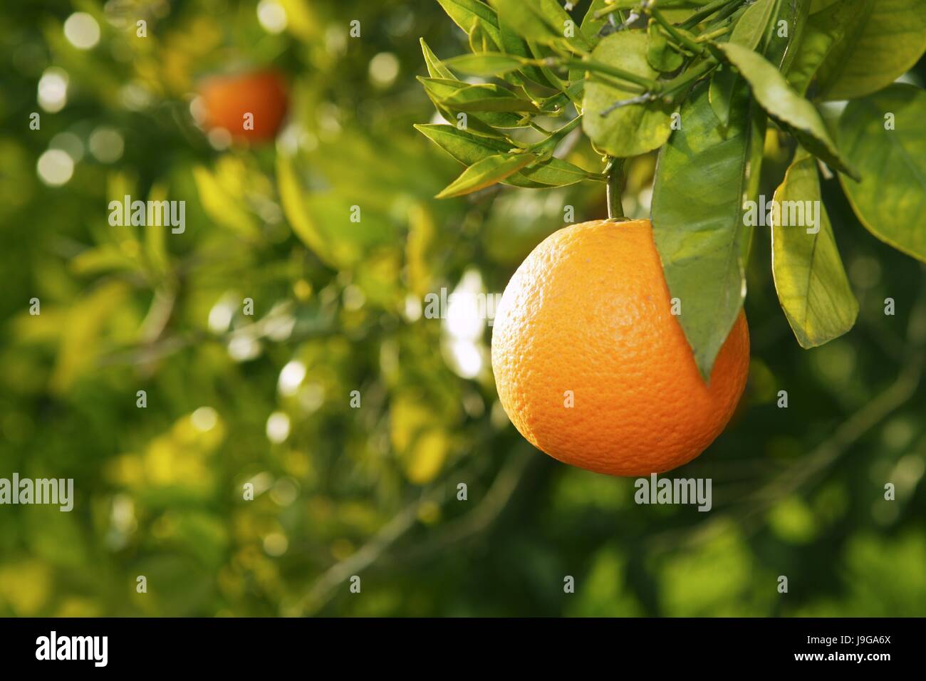 pick, orange, food, aliment, beautiful, beauteously, nice, sweet ...
