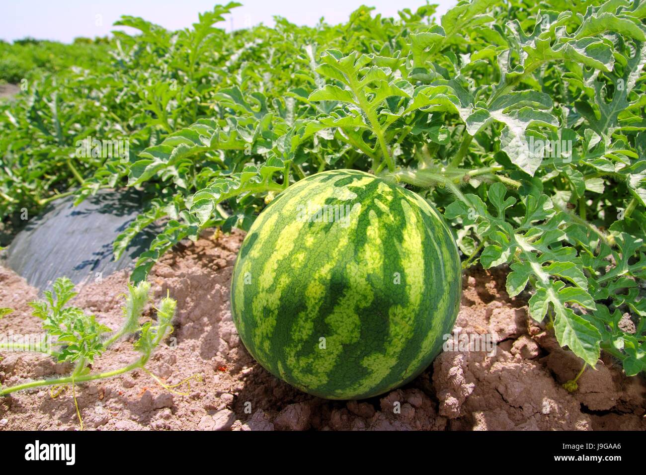 food, aliment, leaf, health, agricultural, sweet, garden, leaves ...