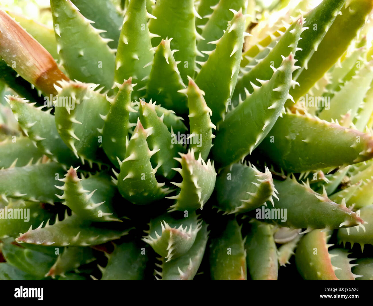 Succulent toothed leaf Stock Photo - Alamy
