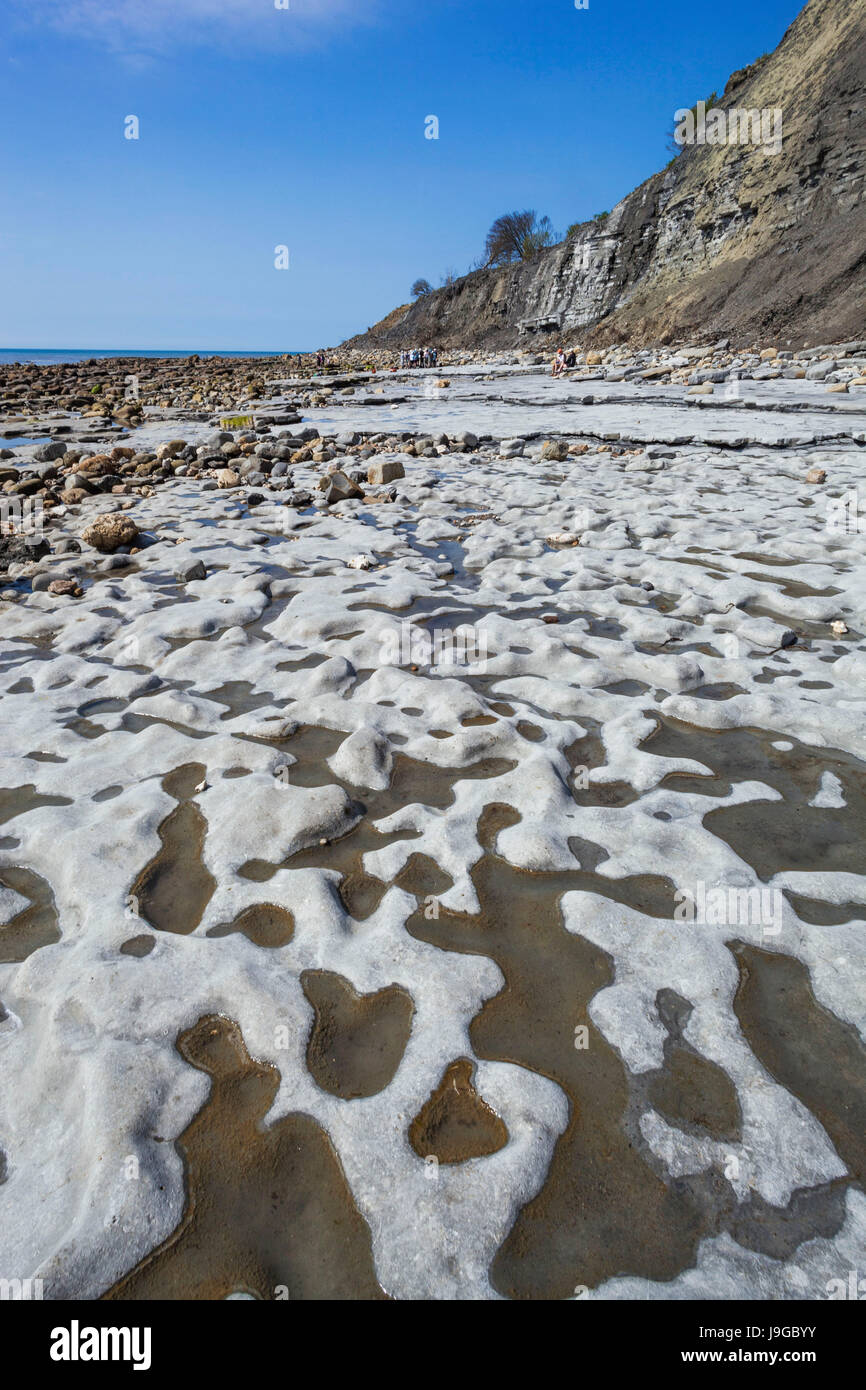 England, Dorset, Lyme Regis, Jurassic Coast, Rocks with Ammonite ...