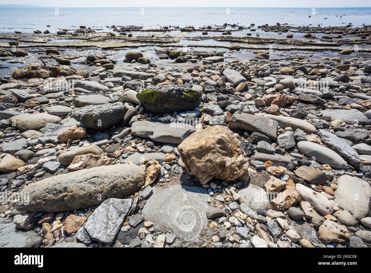 England, Dorset, Lyme Regis, Jurassic Coast, Rocks with Ammonite ...