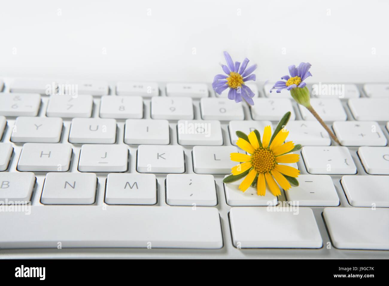 office, laptop, notebook, computers, computer, keyboard, PC, macro ...