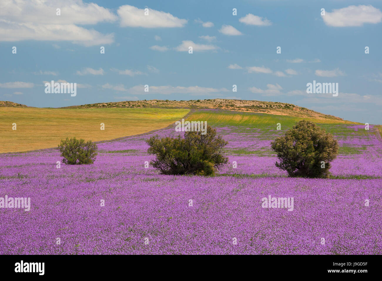 Spain, Aragon Region, Zaragoza Province, countryside Stock Photo - Alamy