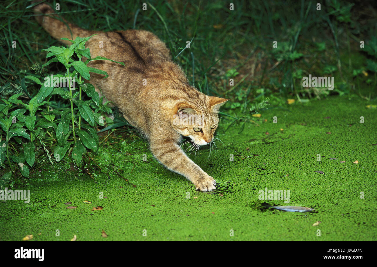European Wildcat, felis silvestris hunting in Swamp Stock Photo - Alamy