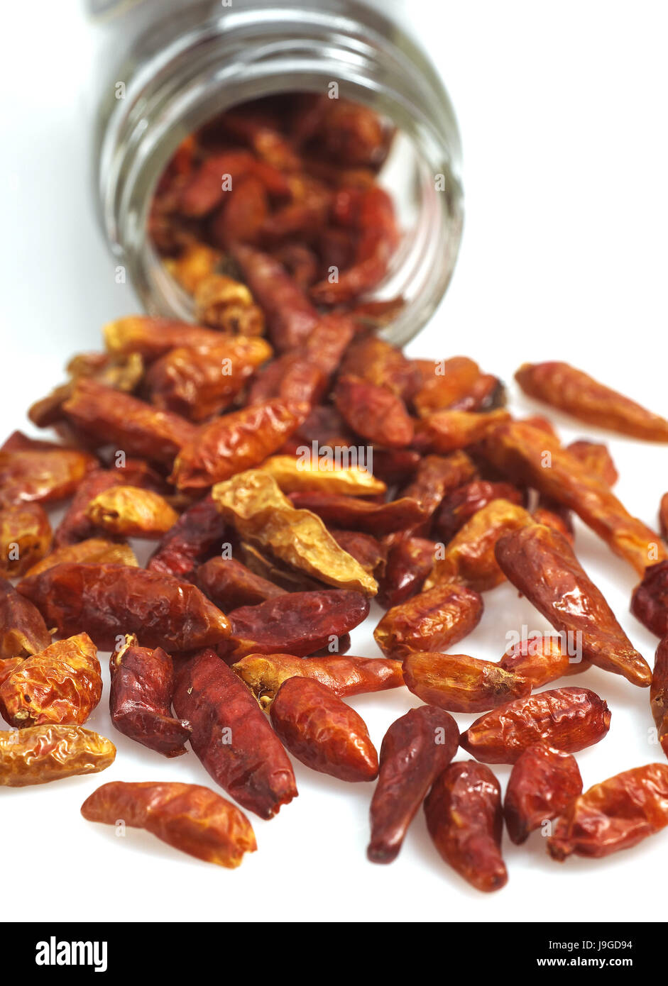 Bird Pepper, capsicum frutescens against White Background Stock Photo ...