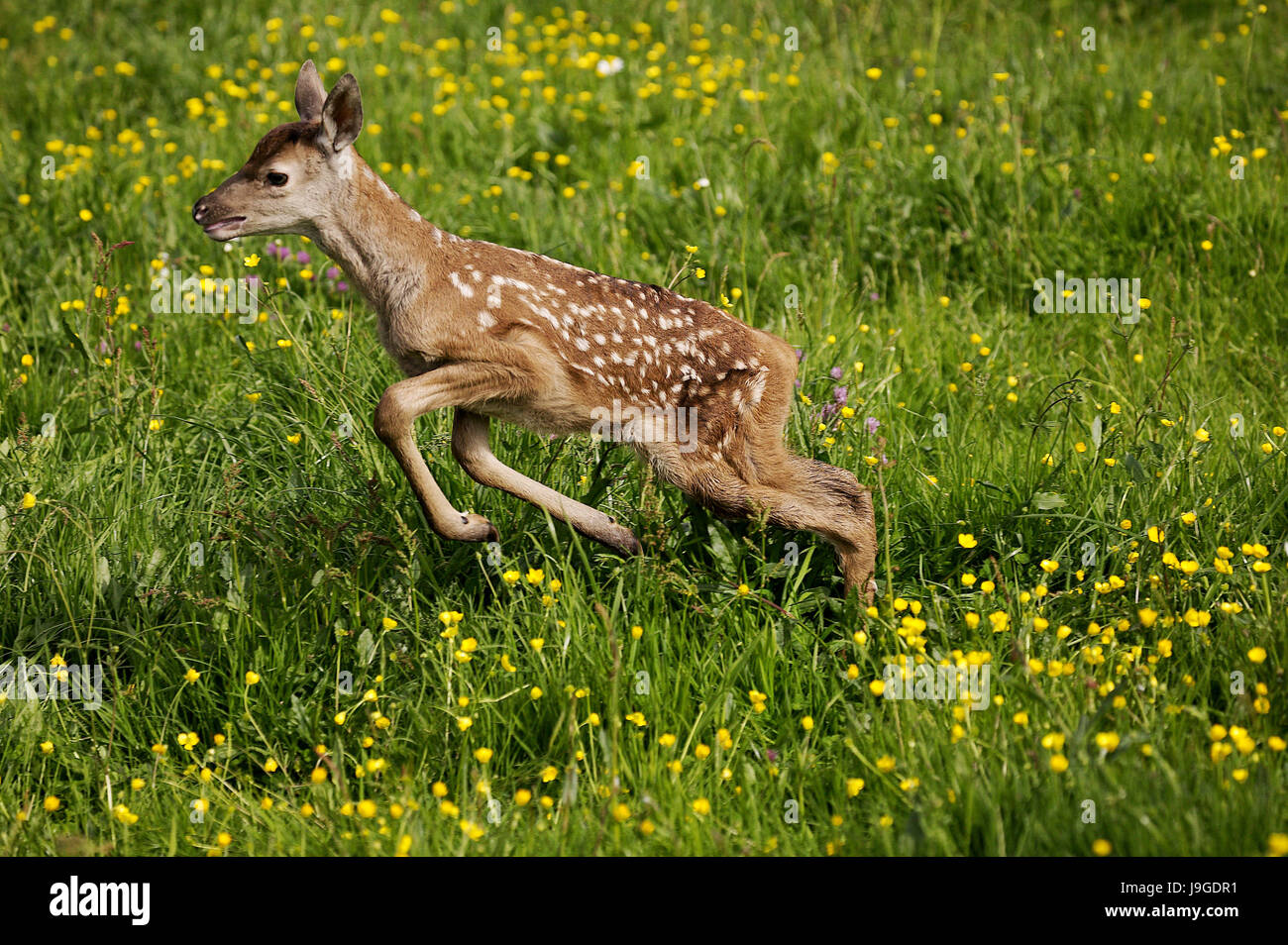 Red Deer, cervus elaphus, Fawn with Flowers, Normandy Stock Photo - Alamy