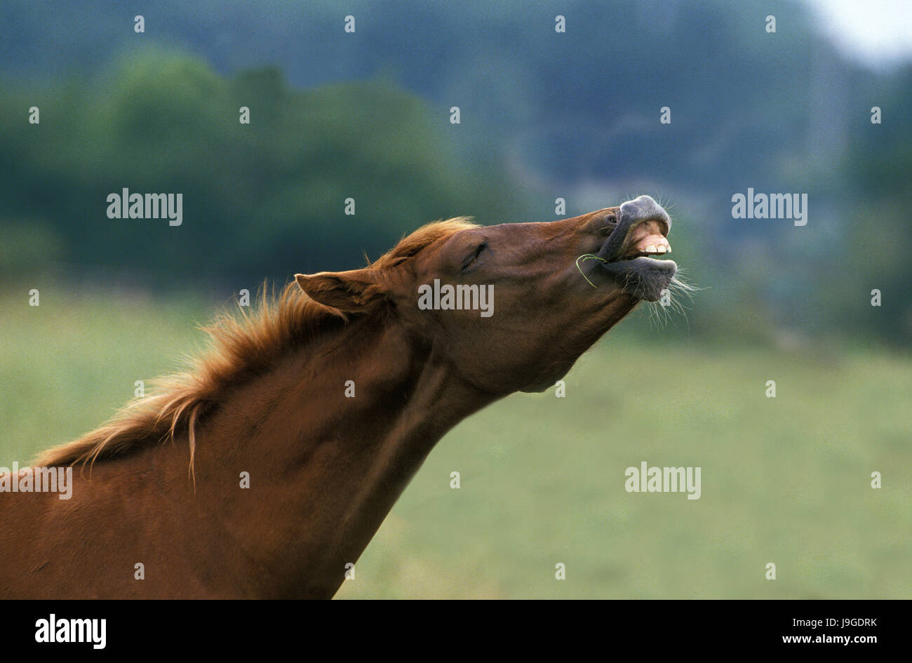 Anglo arab horse hi-res stock photography and images - Alamy