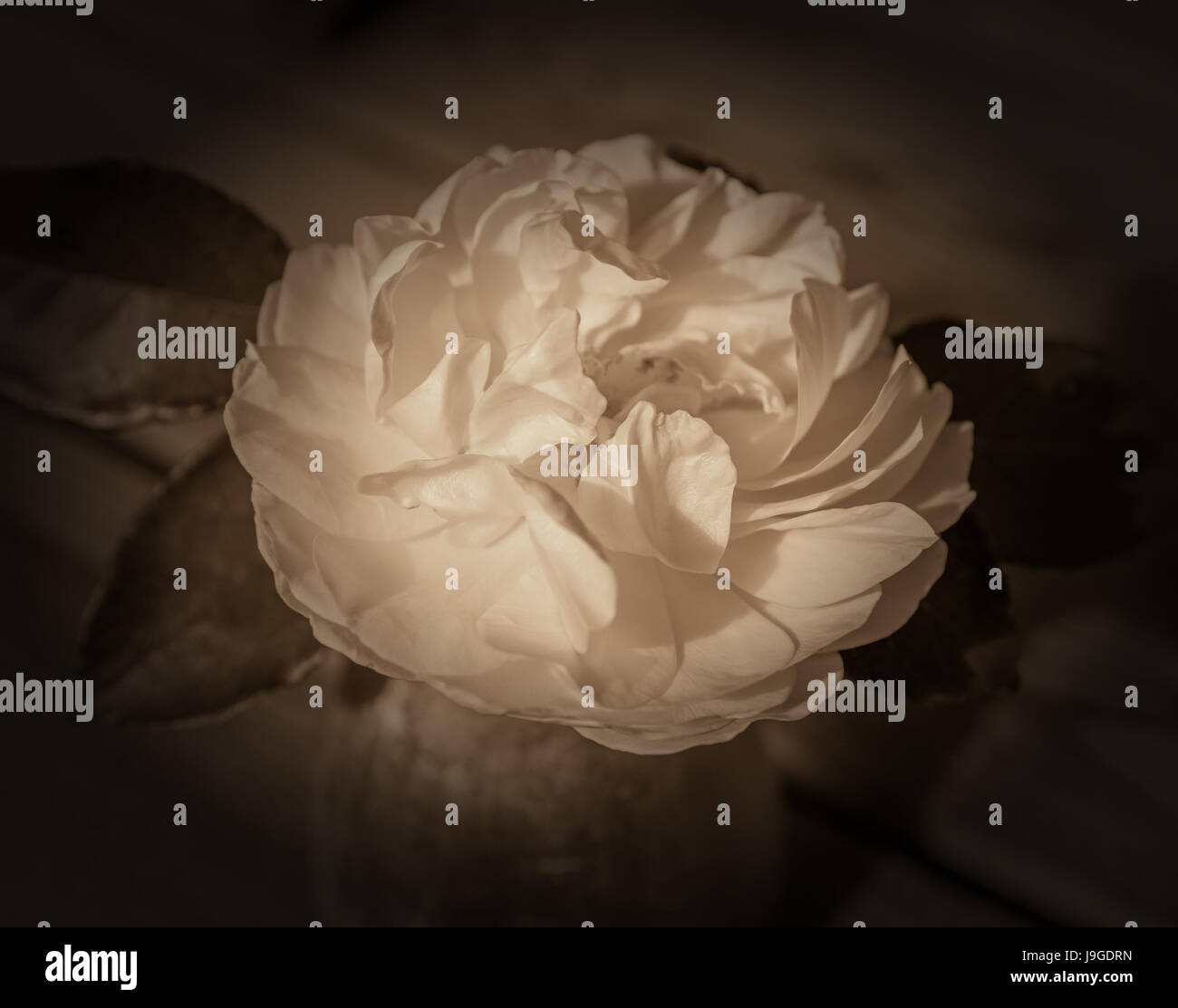 Old english rose hi-res stock photography and images - Alamy