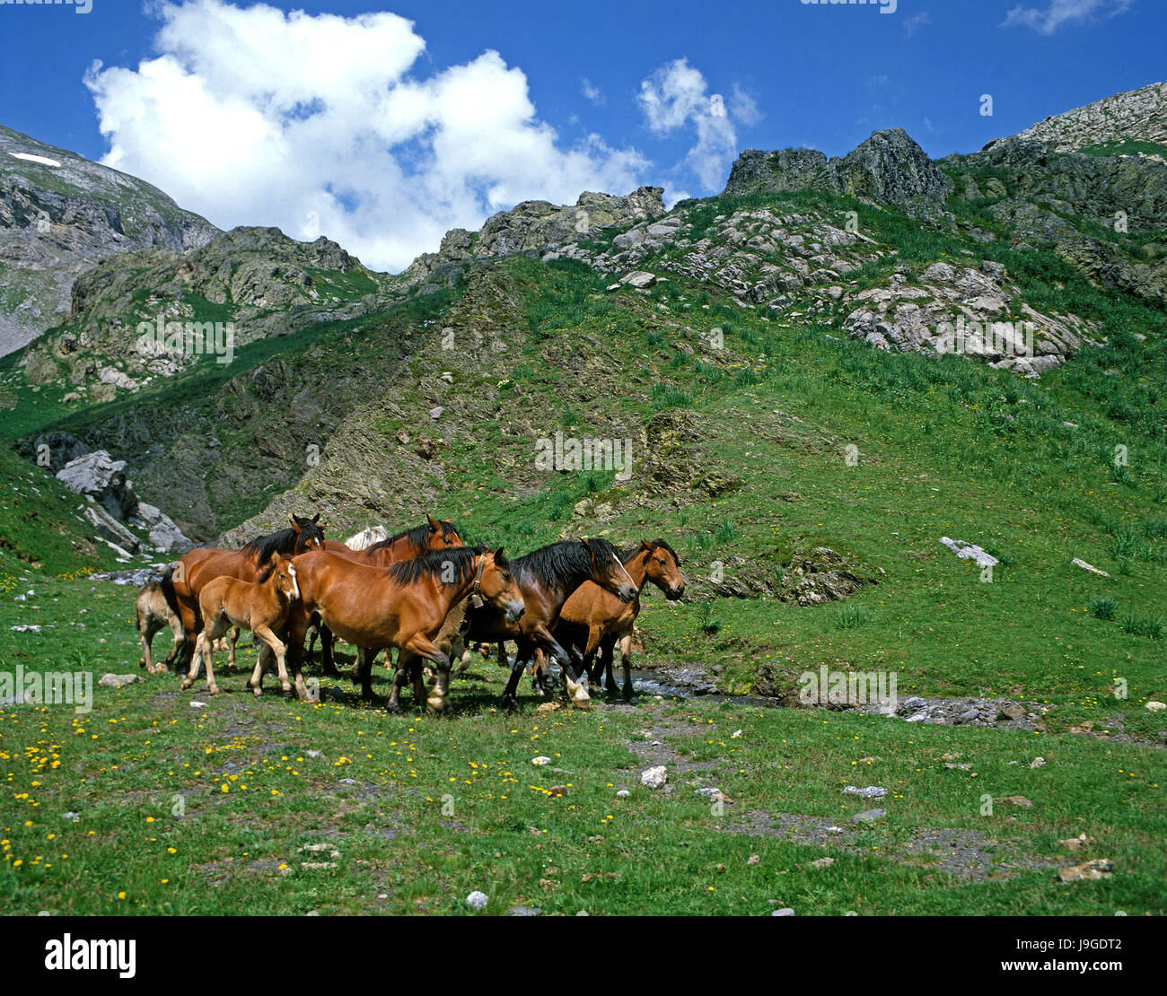 Herd of Horses in French Pyrenees Mountains Stock Photo - Alamy