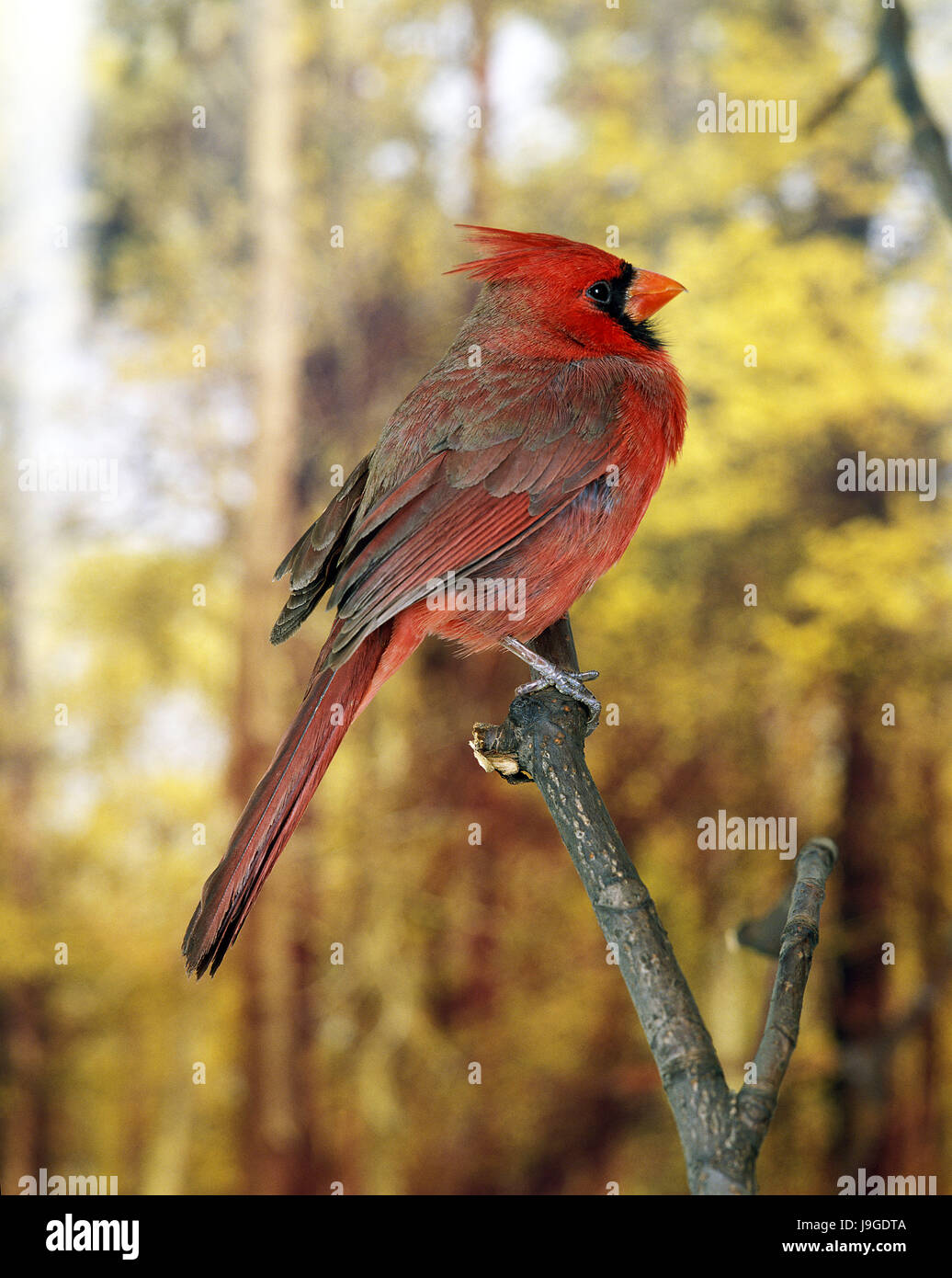 Northern Cardinal, cardinalis cardinalis, Male standing on Branch Stock ...