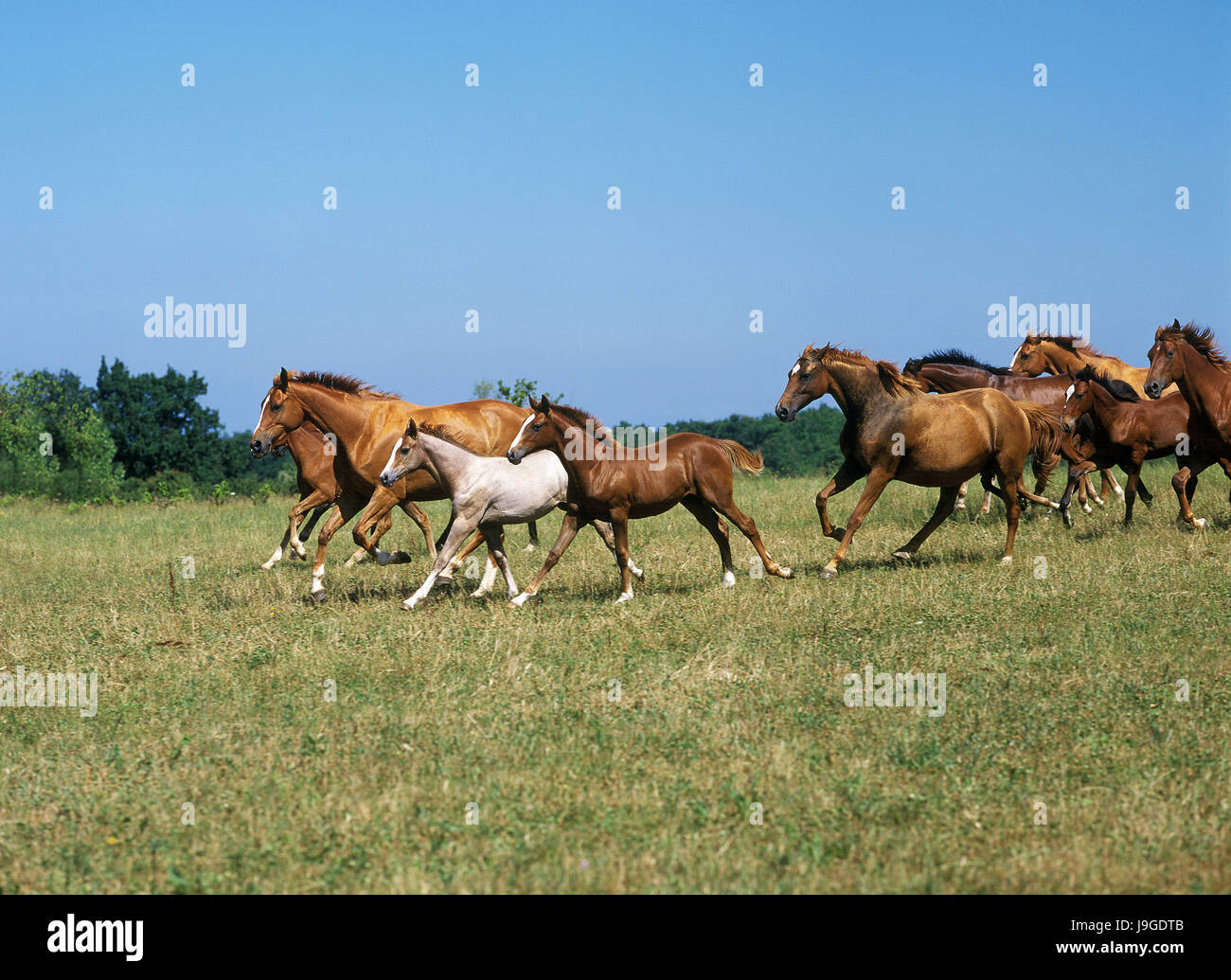 Anglo Arab Horse, Herd Galloping through Meadow Stock Photo - Alamy