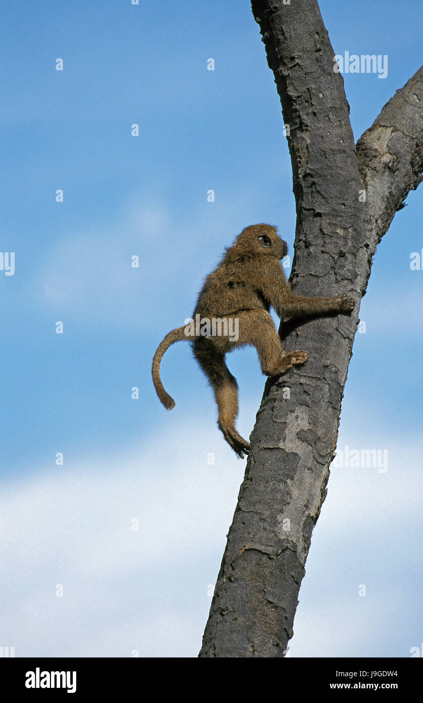 Olive baboon climbing tree hi-res stock photography and images - Alamy
