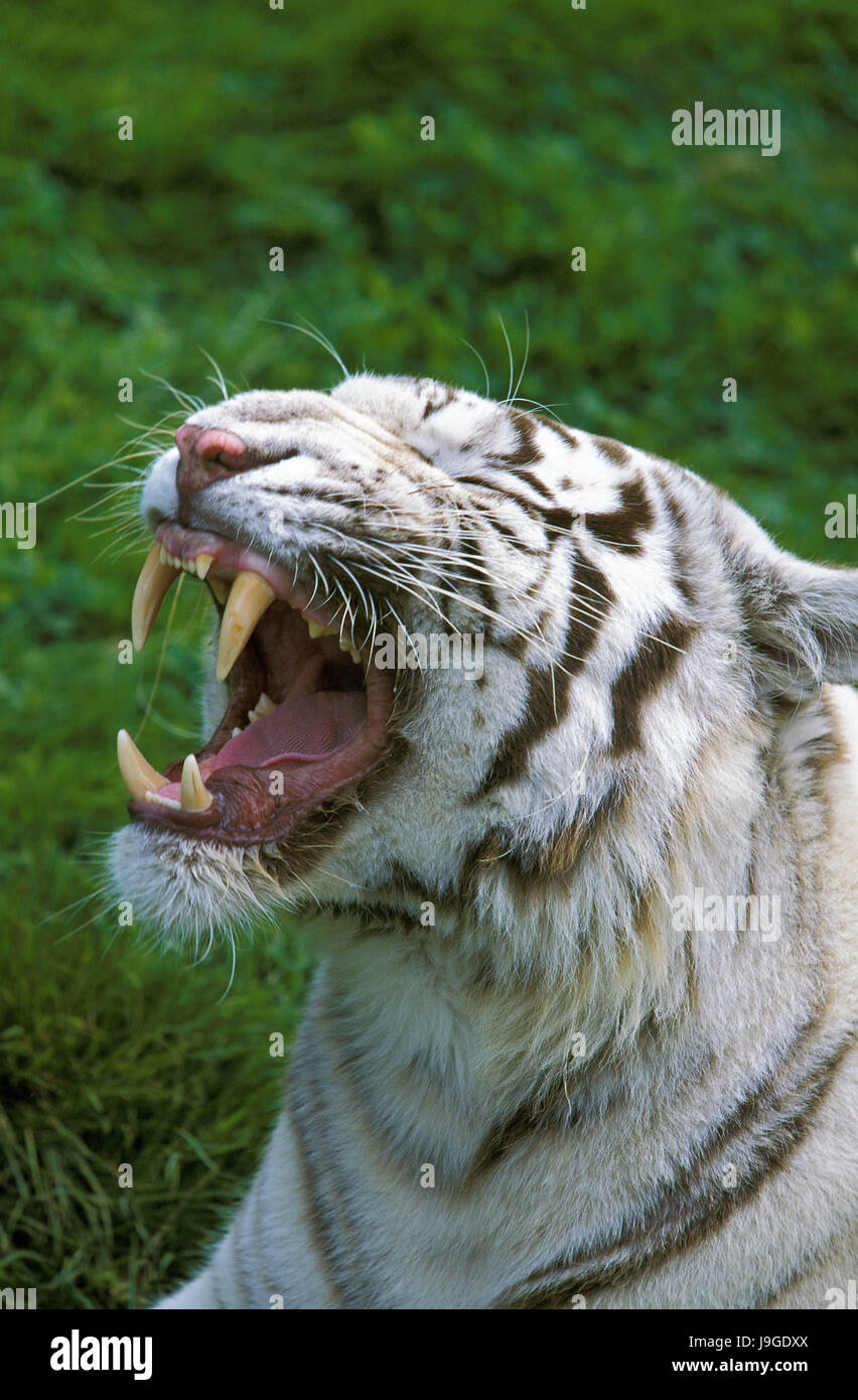 White Tiger, panthera tigris, Adult Yawning Stock Photo - Alamy