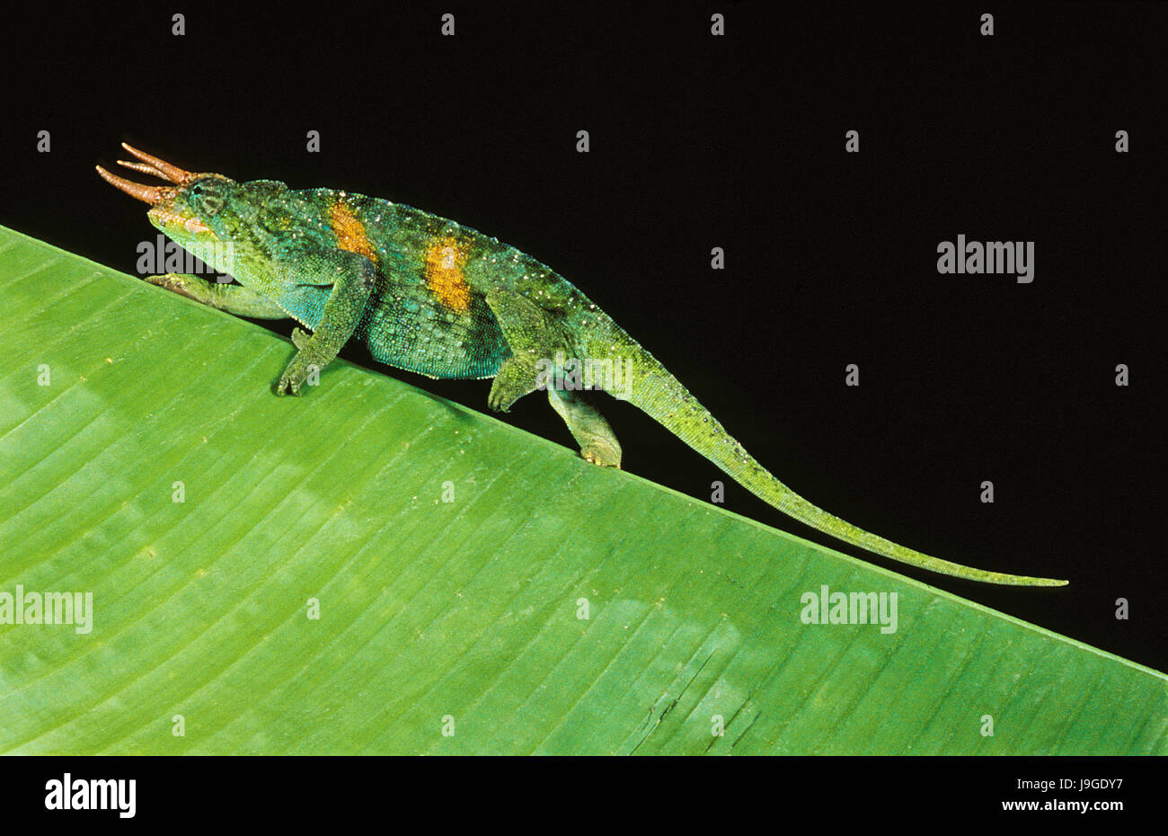 Jackson's Chameleon, chamaeleo jacksoni, Male against Black Background ...