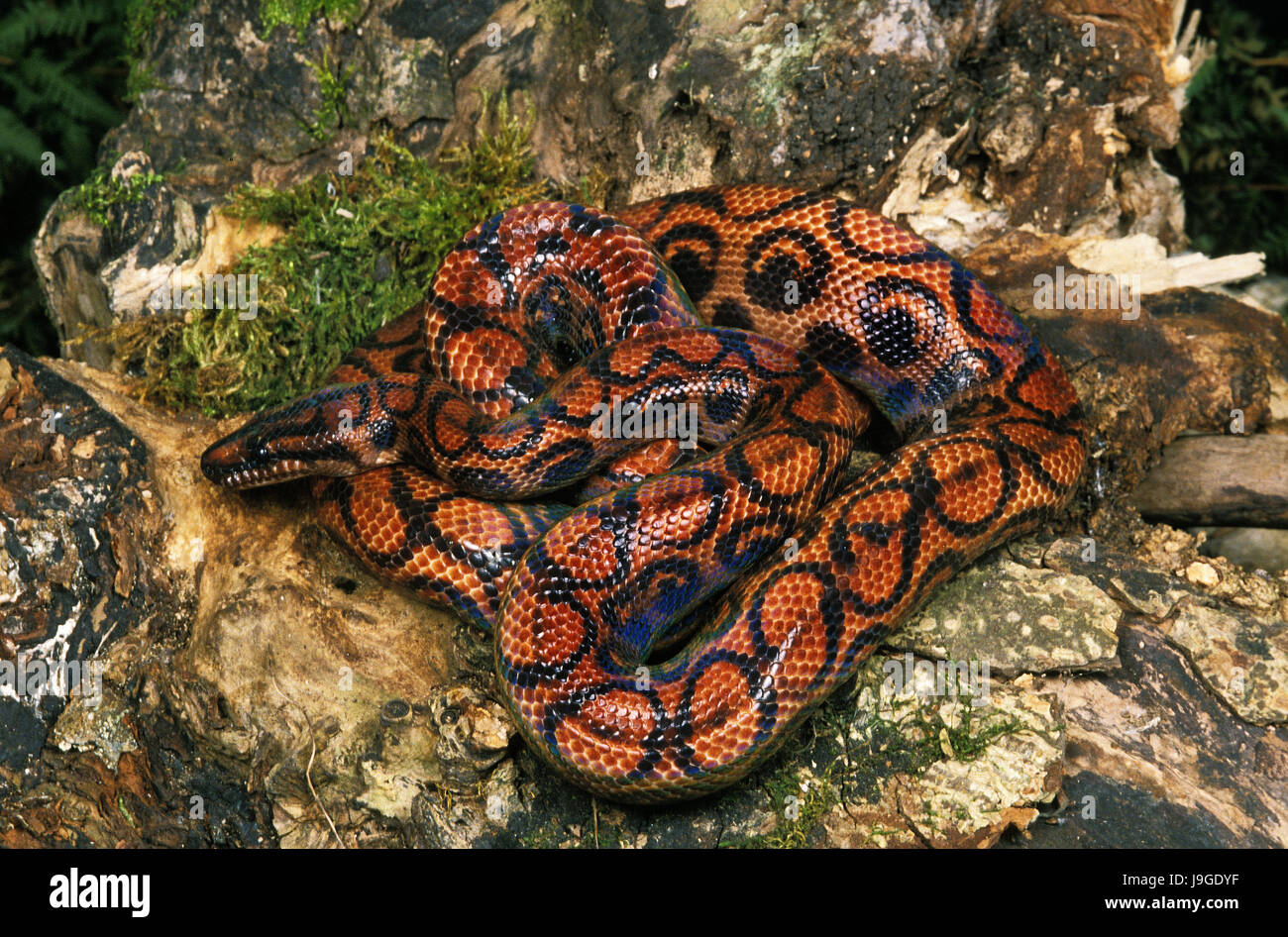 Boa cenchria hi-res stock photography and images - Alamy
