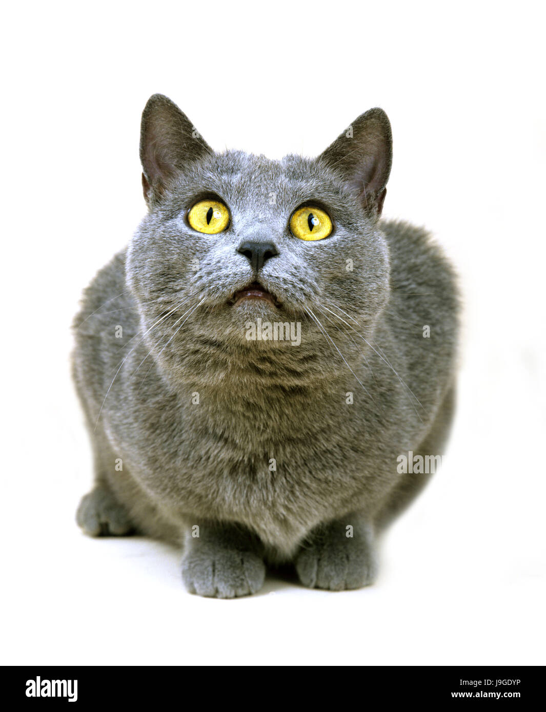 Chartreux Domestic Cat laying against White Background Stock Photo - Alamy