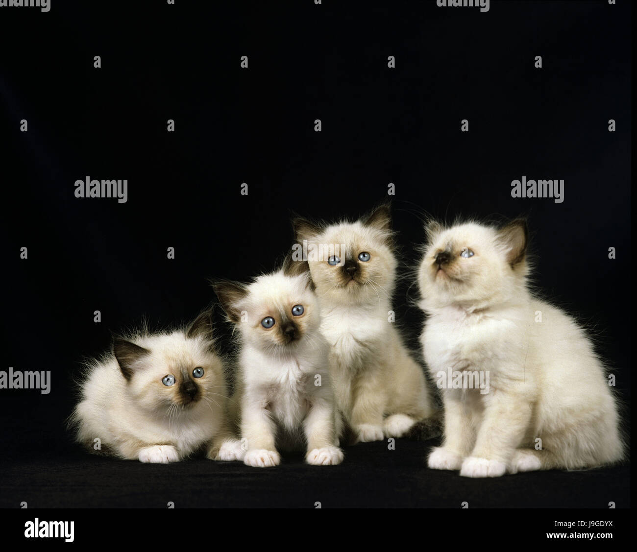 Birmanese Domestic Cat, Kittens against black Background Stock Photo ...