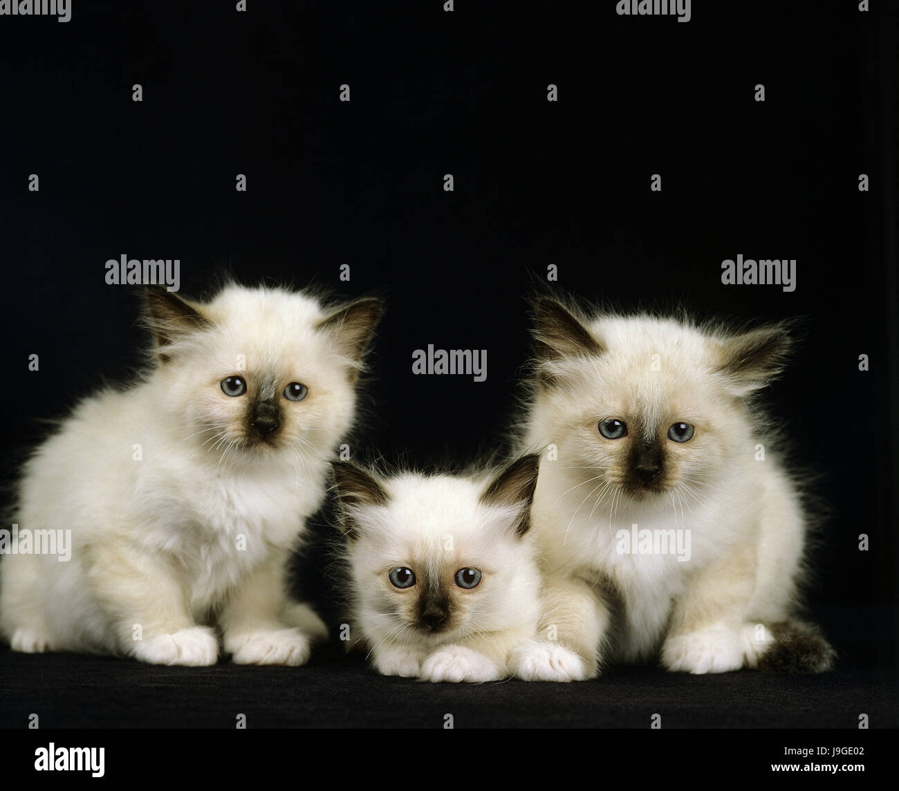 Birmanese Domestic Cat, Kittens against Black Background Stock Photo ...