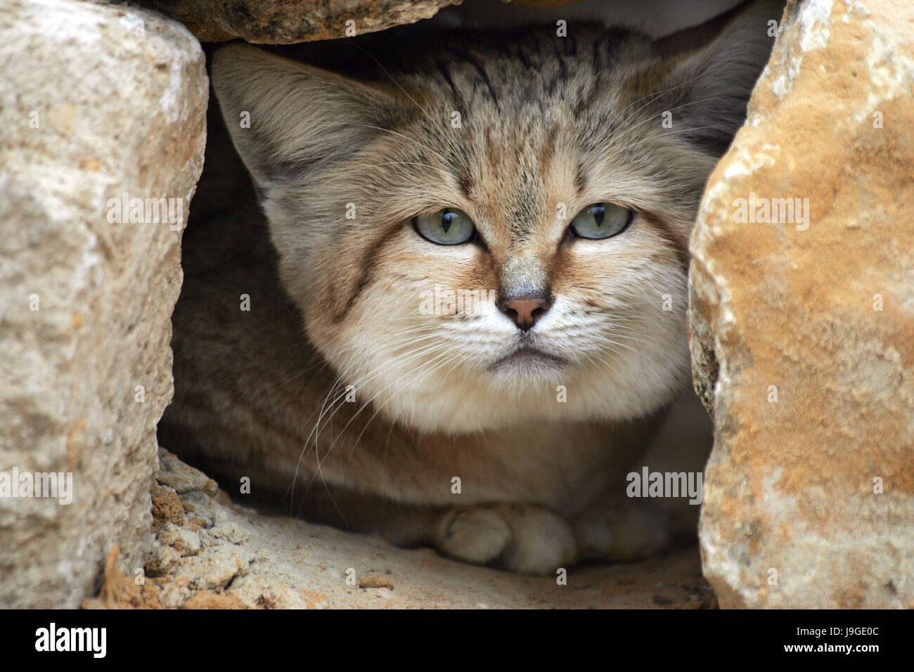 Sand Cat, felis margarita, Adult Stock Photo - Alamy