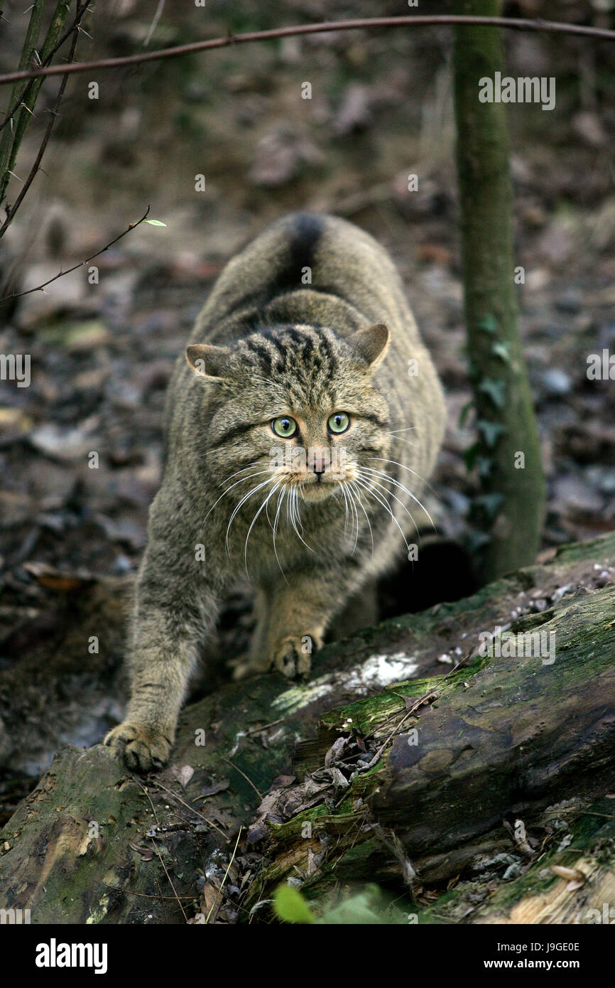 European Wildcat, felis silvestris, Adult Stock Photo - Alamy