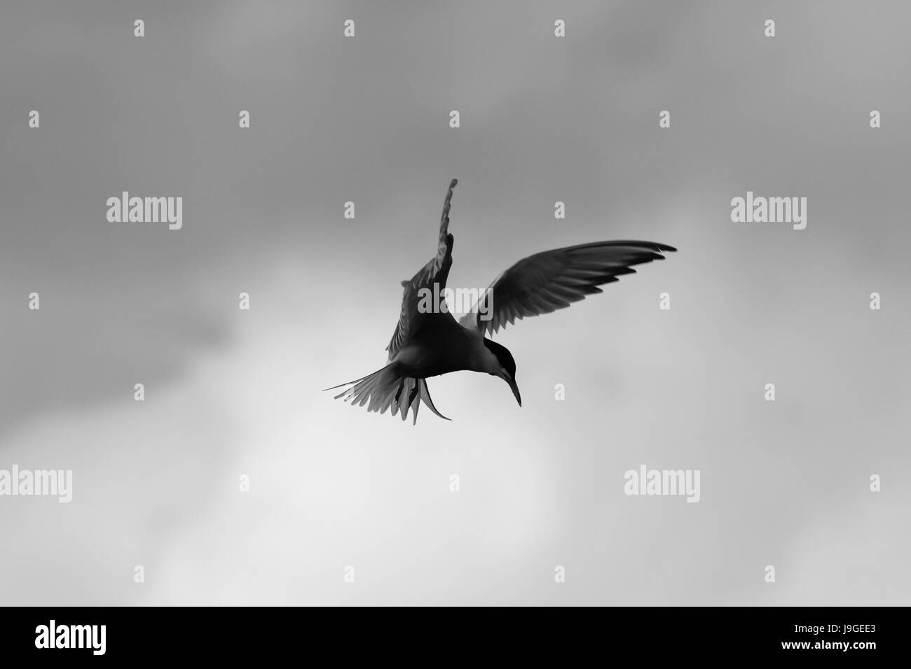 Emerging fish Black and White Stock Photos & Images - Alamy