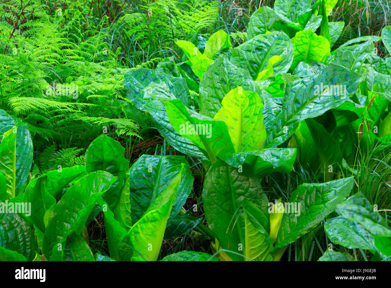 Skunk cabbage along Spencer Creek Trail, Beverly Beach State Park ...