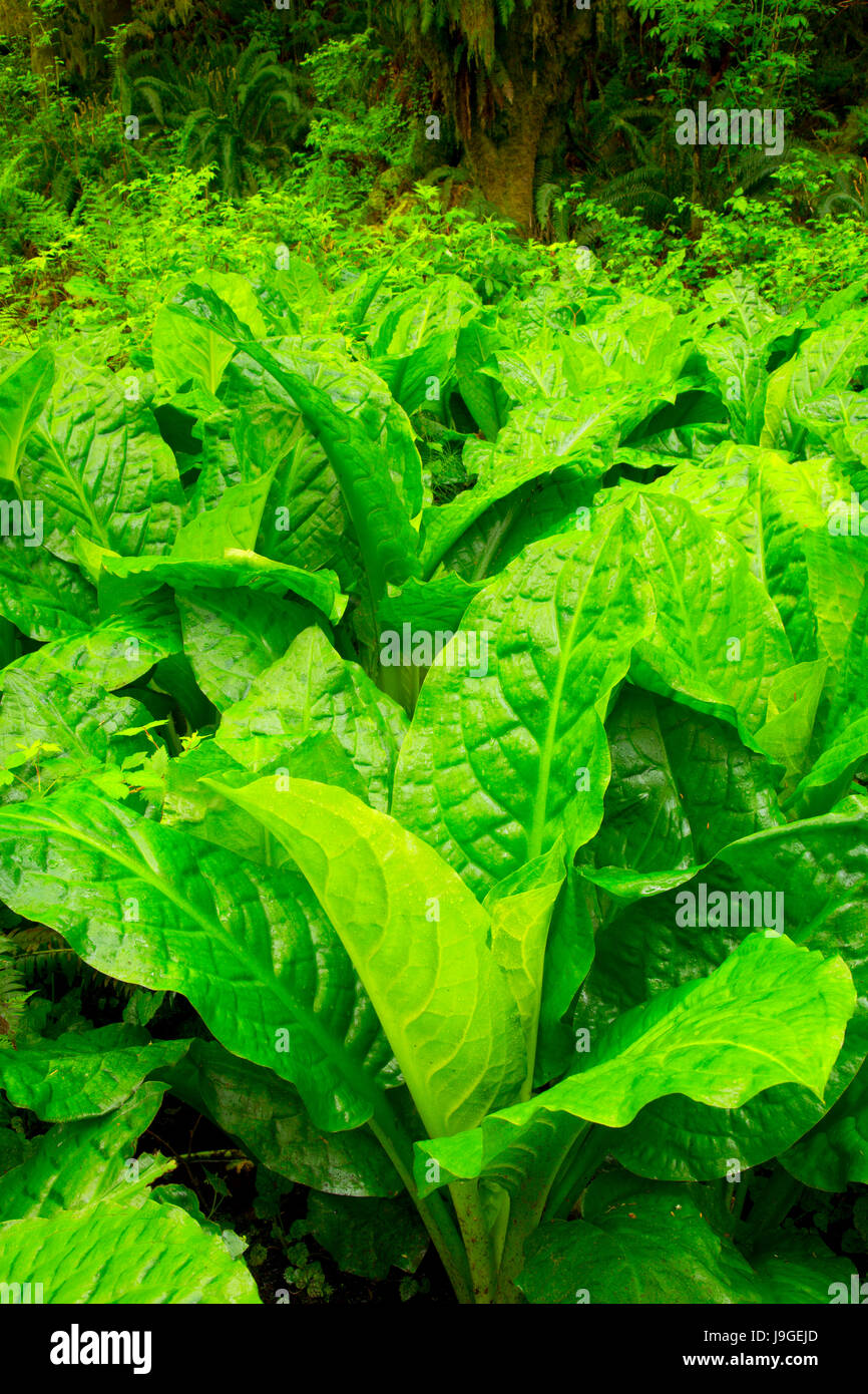 Skunk cabbage along Spencer Creek Trail, Beverly Beach State Park ...