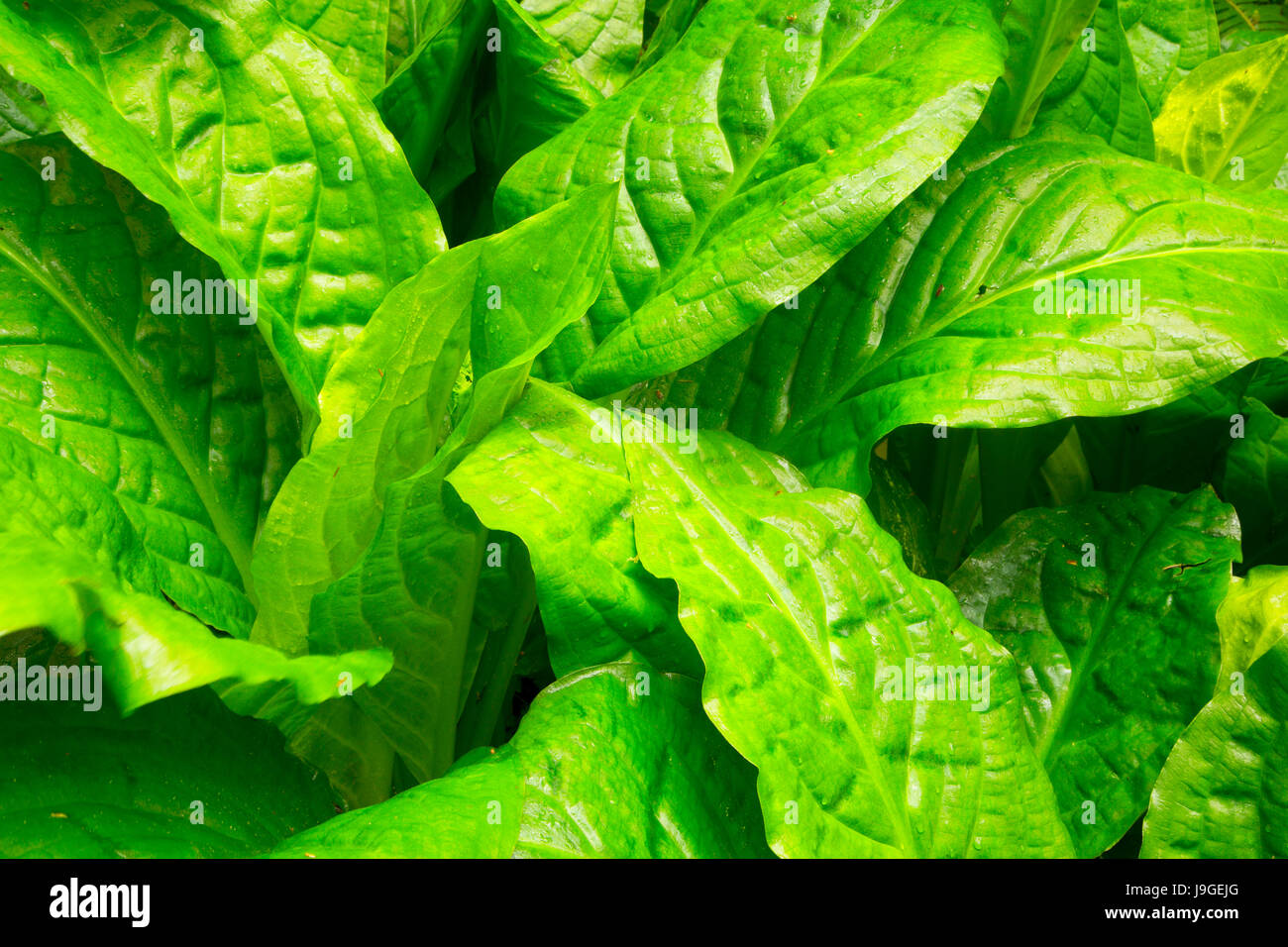 Skunk cabbage along Spencer Creek Trail, Beverly Beach State Park ...