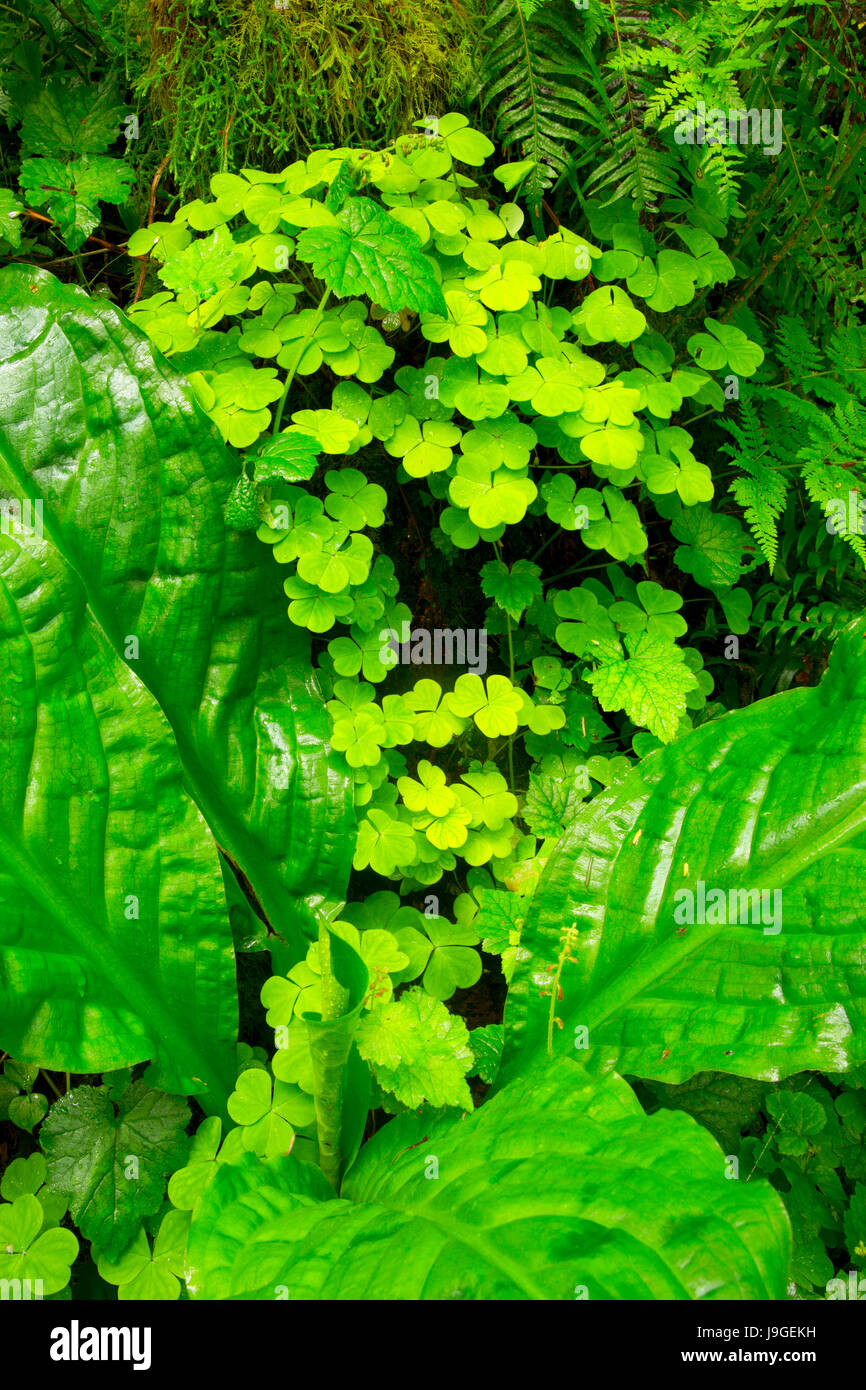 Skunk cabbage with oxalis along Spencer Creek Trail, Beverly Beach ...