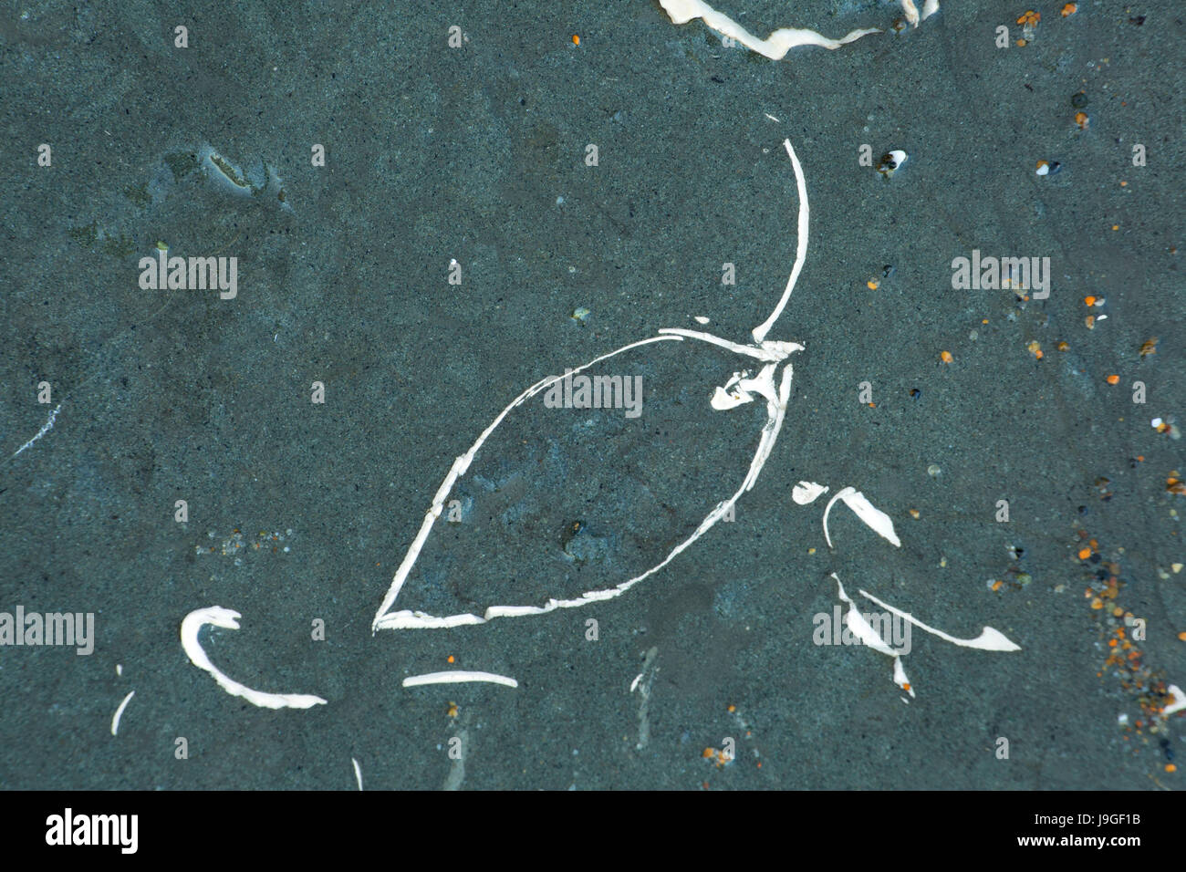 Shell fossils hi-res stock photography and images - Alamy
