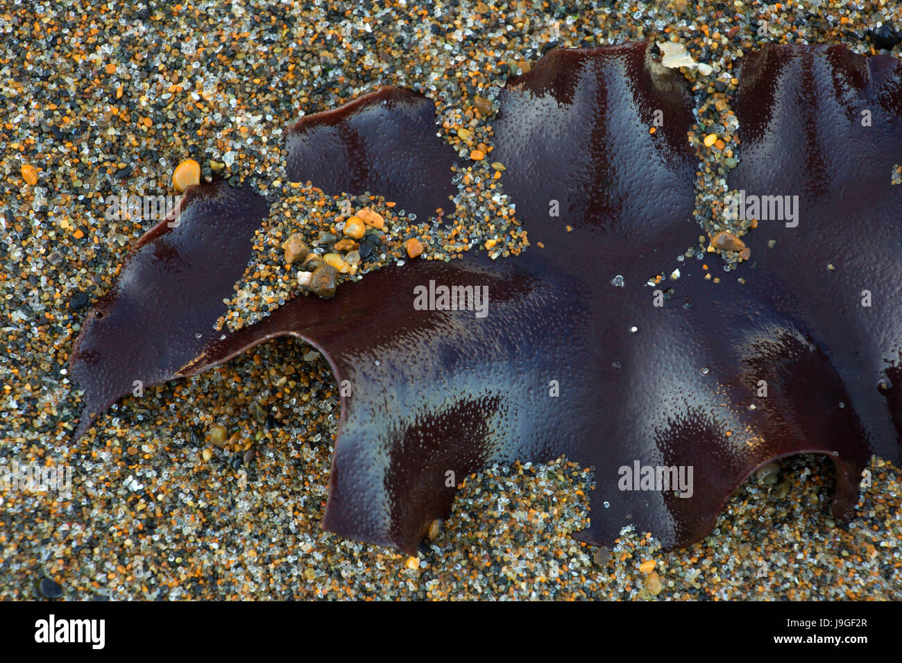 Kelp on beach, Fogarty Creek State Park, Lincoln City, Oregon Stock ...