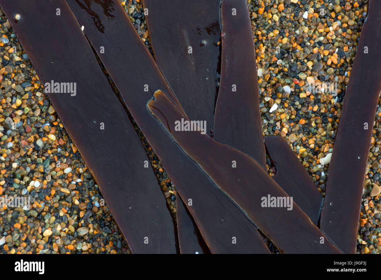 Kelp on beach, Fogarty Creek State Park, Lincoln City, Oregon Stock ...