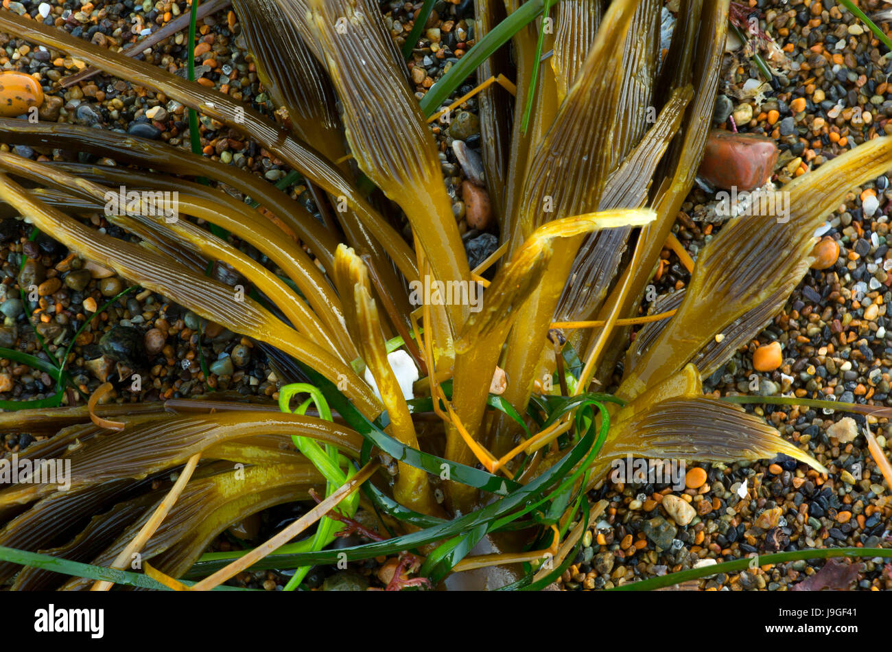 Sea palm on beach, Fogarty Creek State Park, Lincoln City, Oregon Stock ...