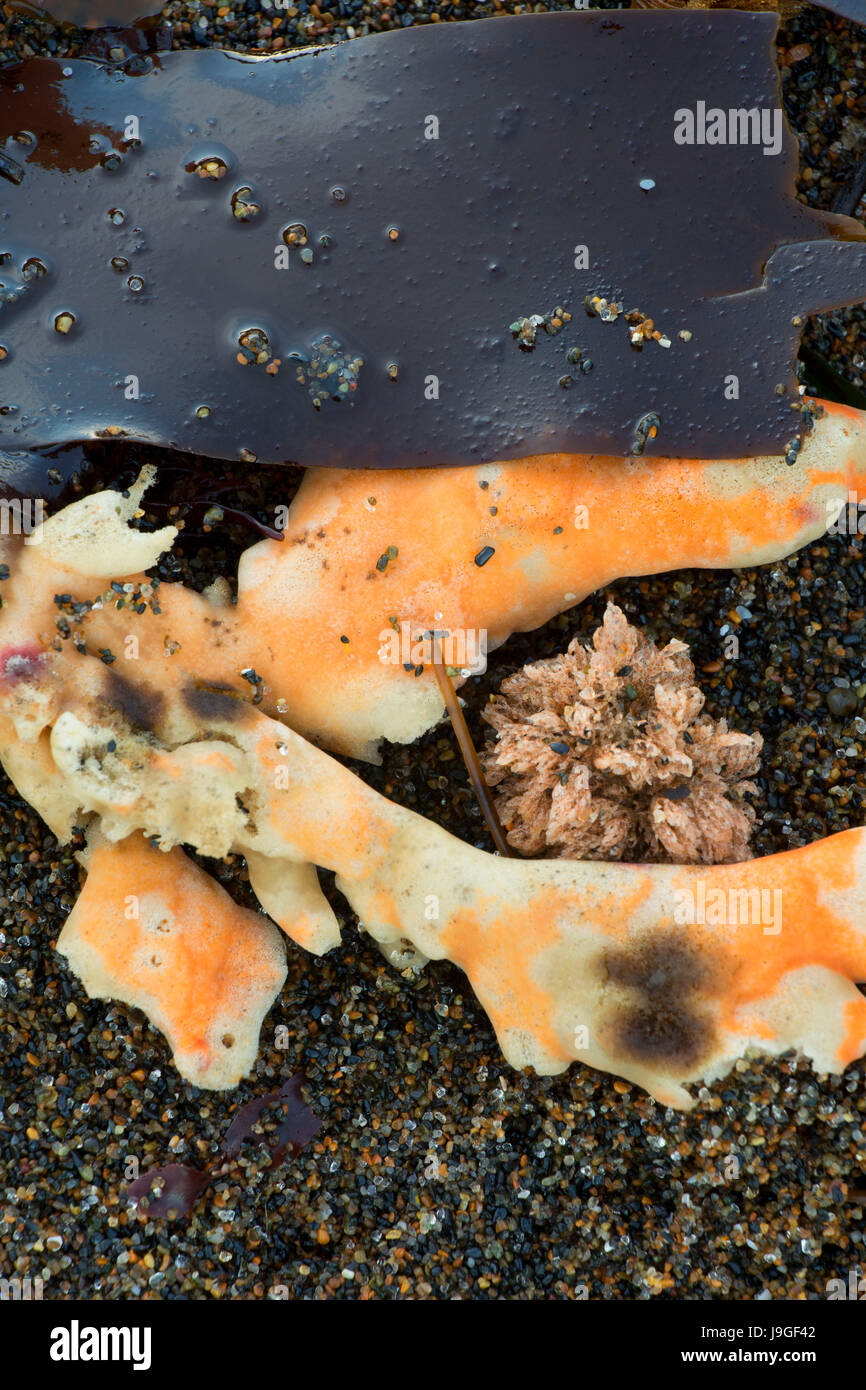 Sponge on beach, Fogarty Creek State Park, Lincoln City, Oregon Stock ...