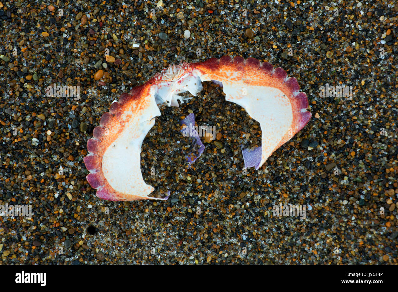 Crab shell on beach, Fogarty Creek State Park, Lincoln City, Oregon ...