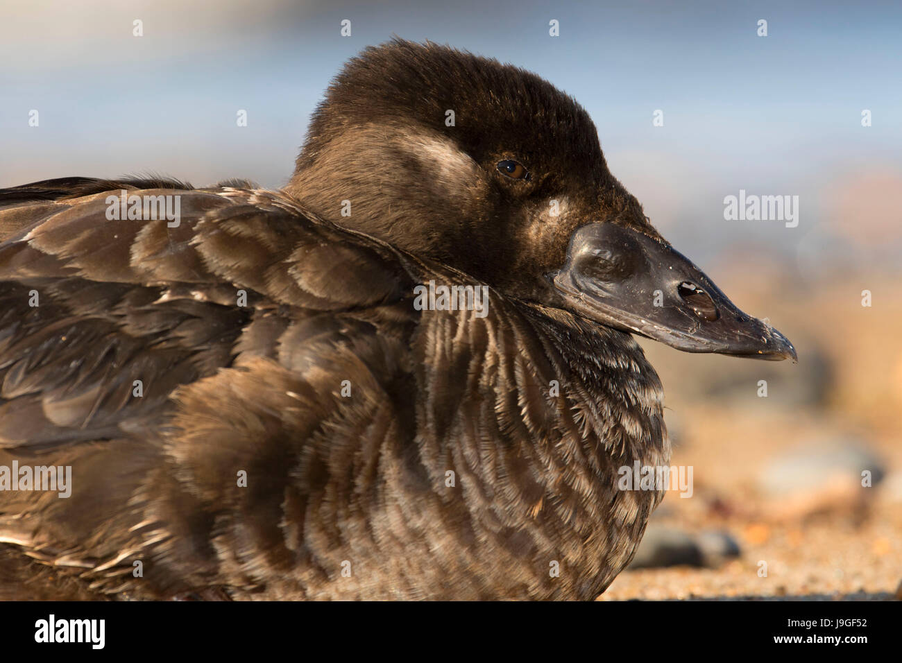 Surf scoter on beach, Fogarty Creek State Park, Lincoln City, Oregon ...