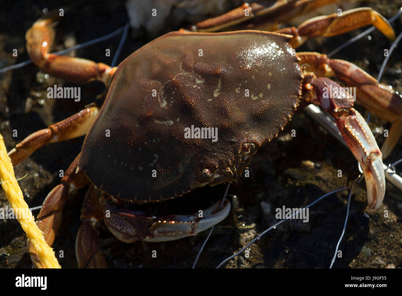 Crab, Newport, Oregon Stock Photo - Alamy