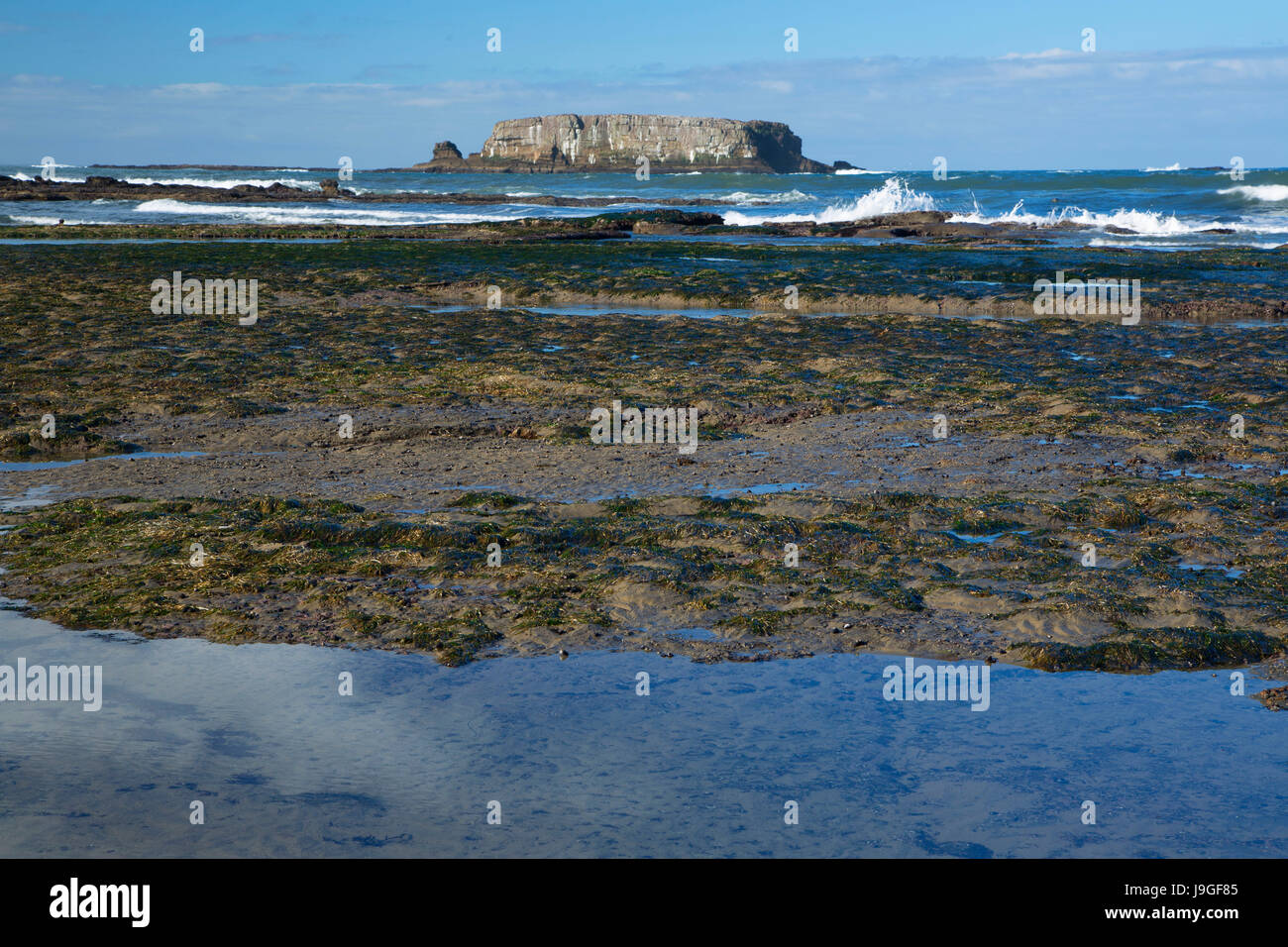 Otter Rock with tidepools, Marine Gardens State Park, Oregon Stock ...