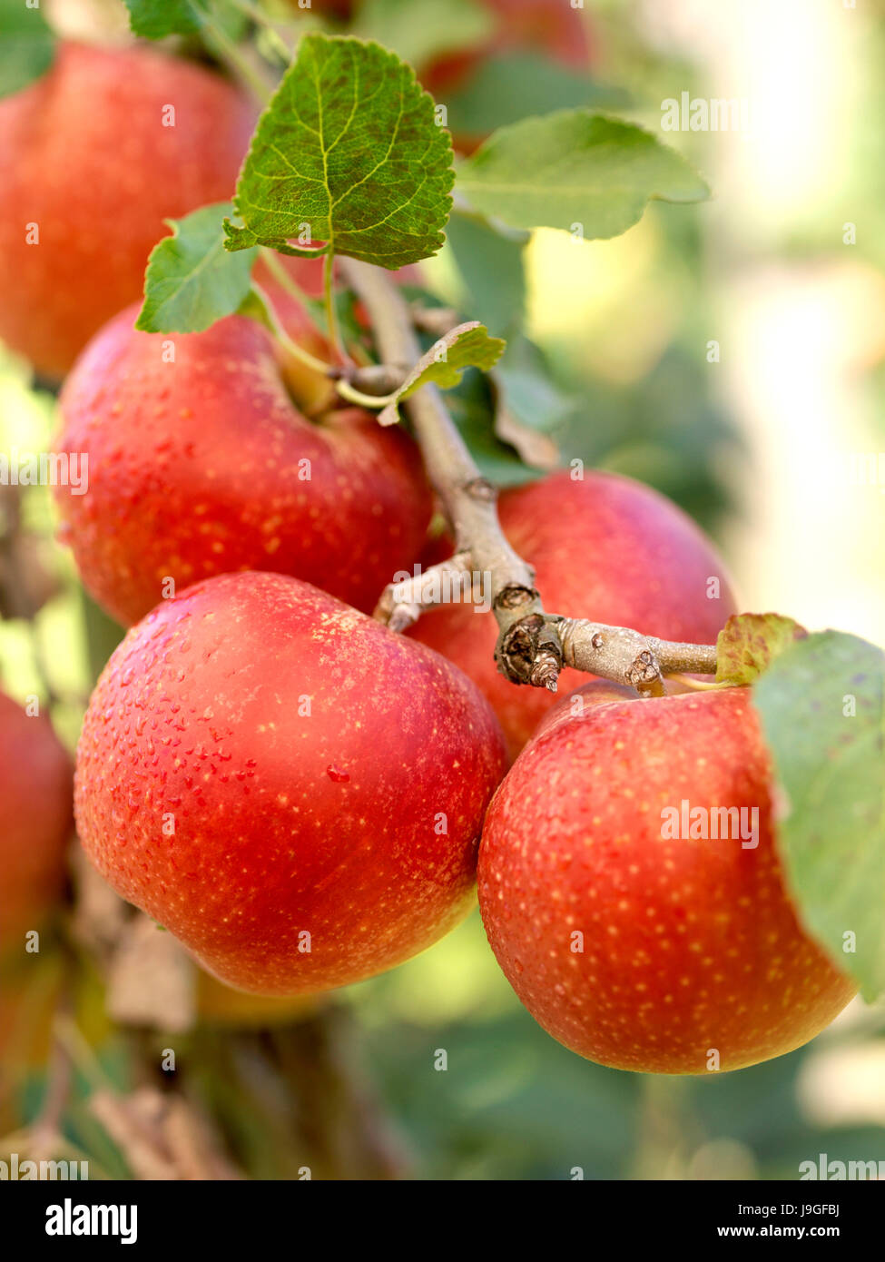 Fruit tree section hi-res stock photography and images - Alamy