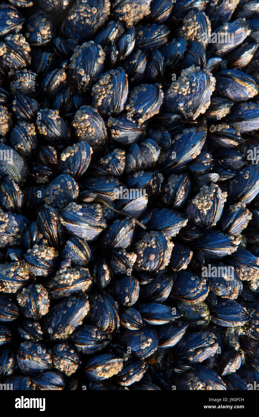 Mussels, Marine Gardens State Park, Oregon Stock Photo - Alamy