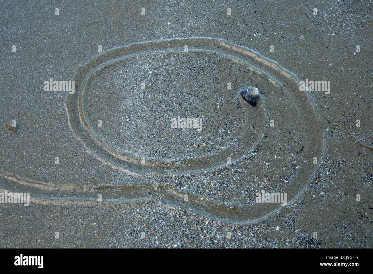 Snail with track on beach, Marine Gardens State Park, Oregon Stock ...