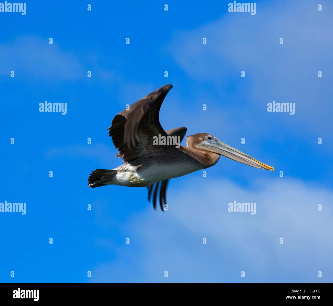 Brown pelican (Pelecanus occidentalis) in flight, South Beach State ...