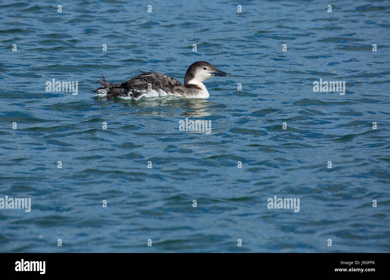 Loon bay hi-res stock photography and images - Alamy