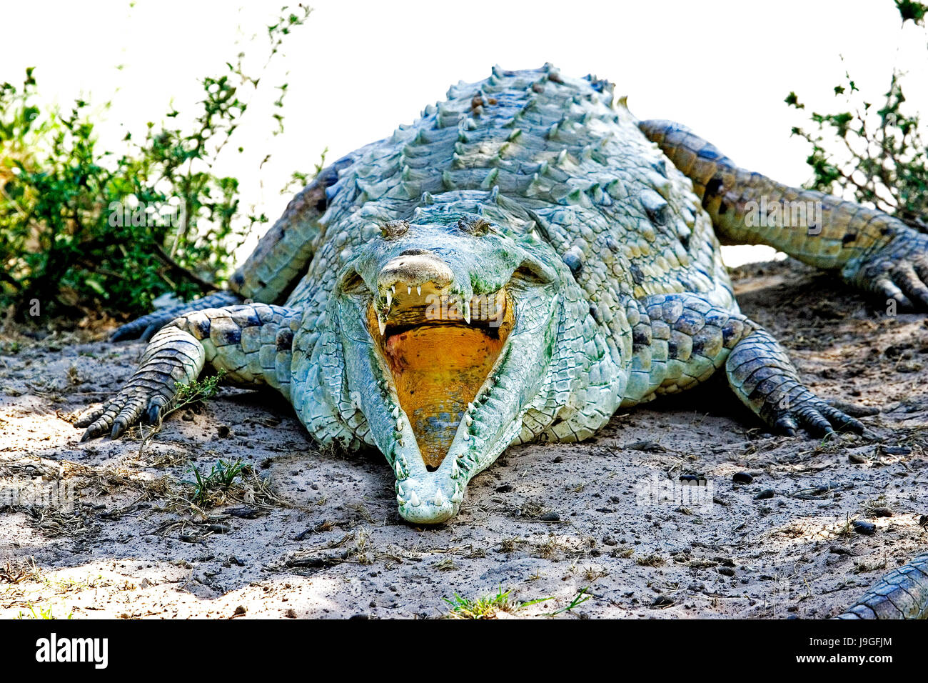 Orinoco Crocodile, crocodylus intermedius, Adult with Open Mouth ...
