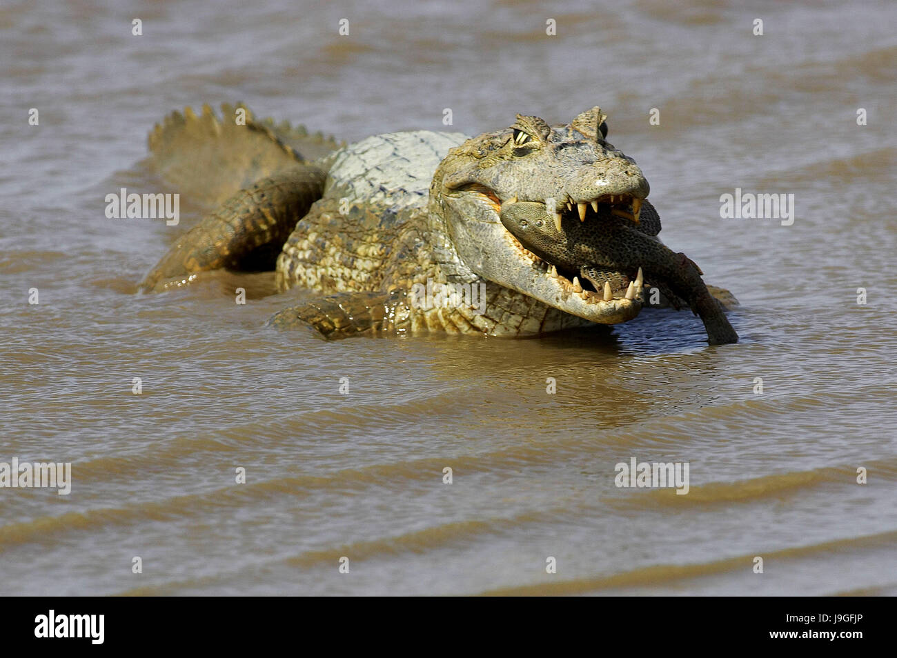 Spectacled Caiman, caiman crocodilus, Catching Fish in River, Los ...