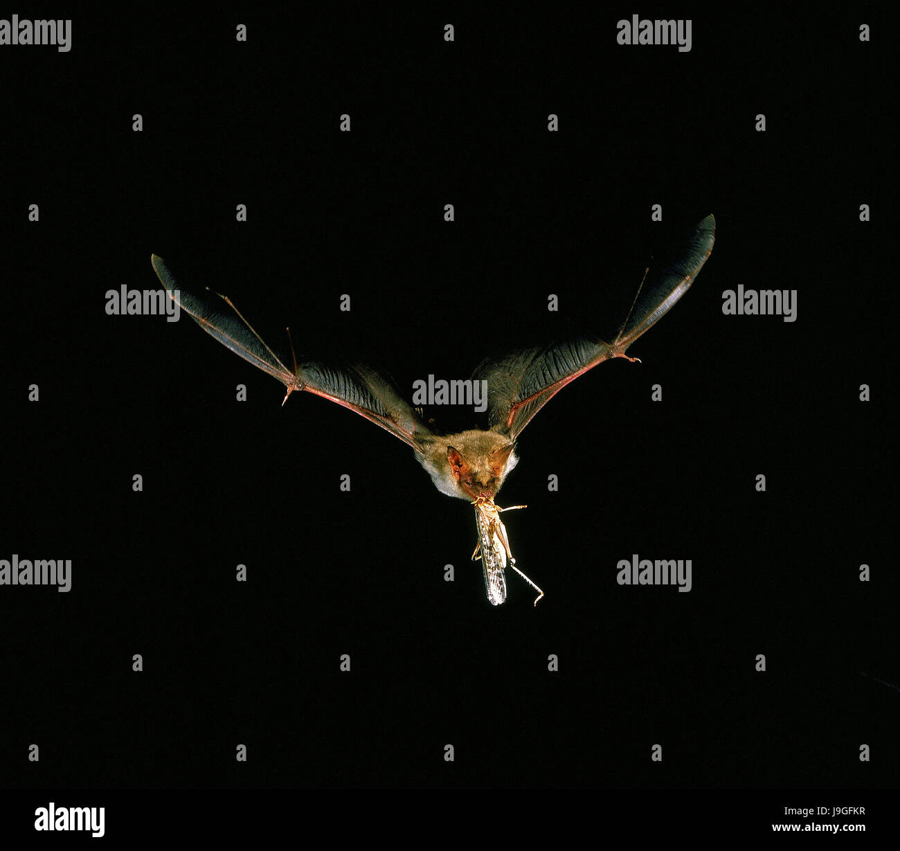 Grasshopper Mouse High Resolution Stock Photography and Images - Alamy