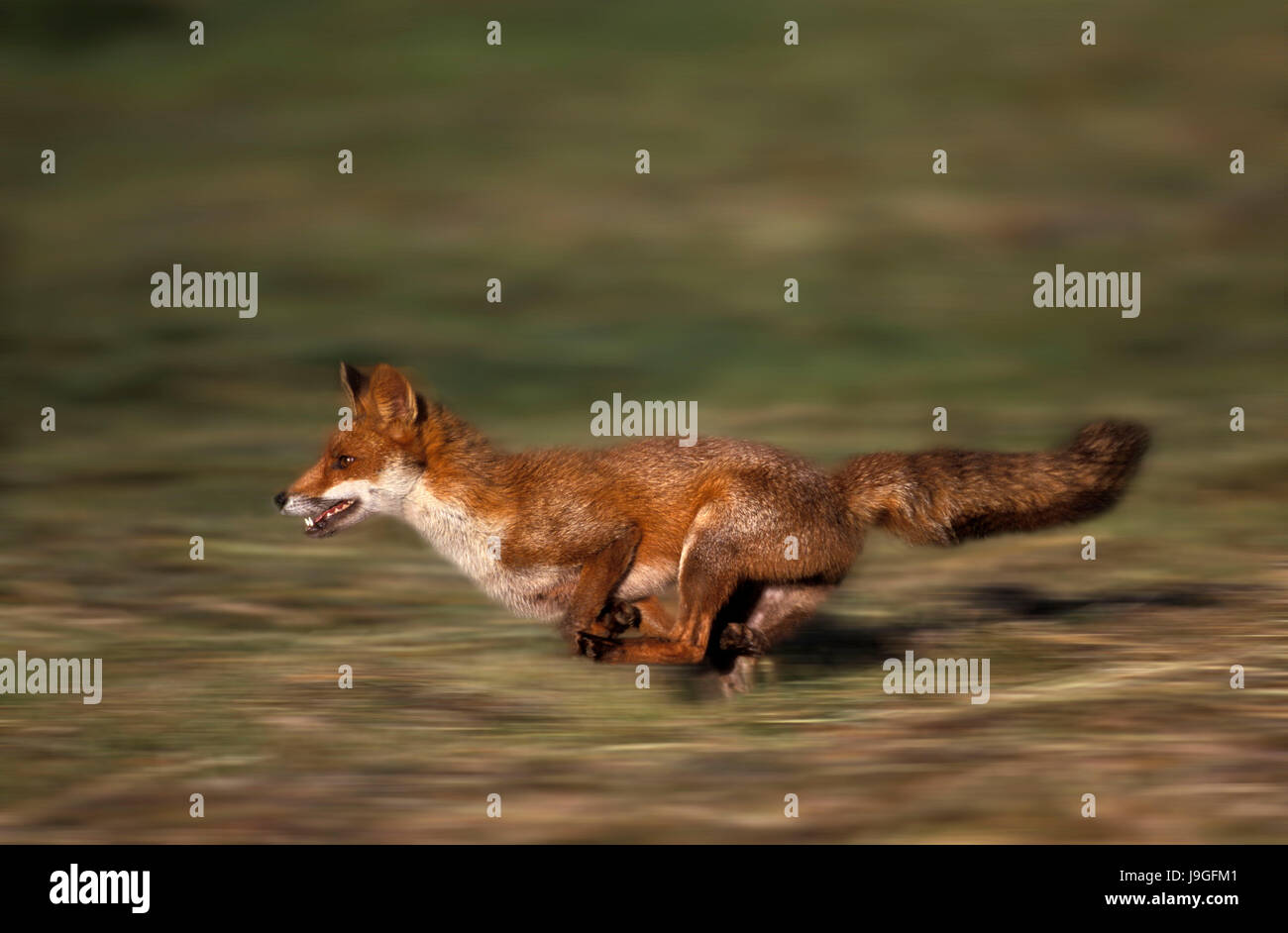 Adult red fox running hi-res stock photography and images - Alamy
