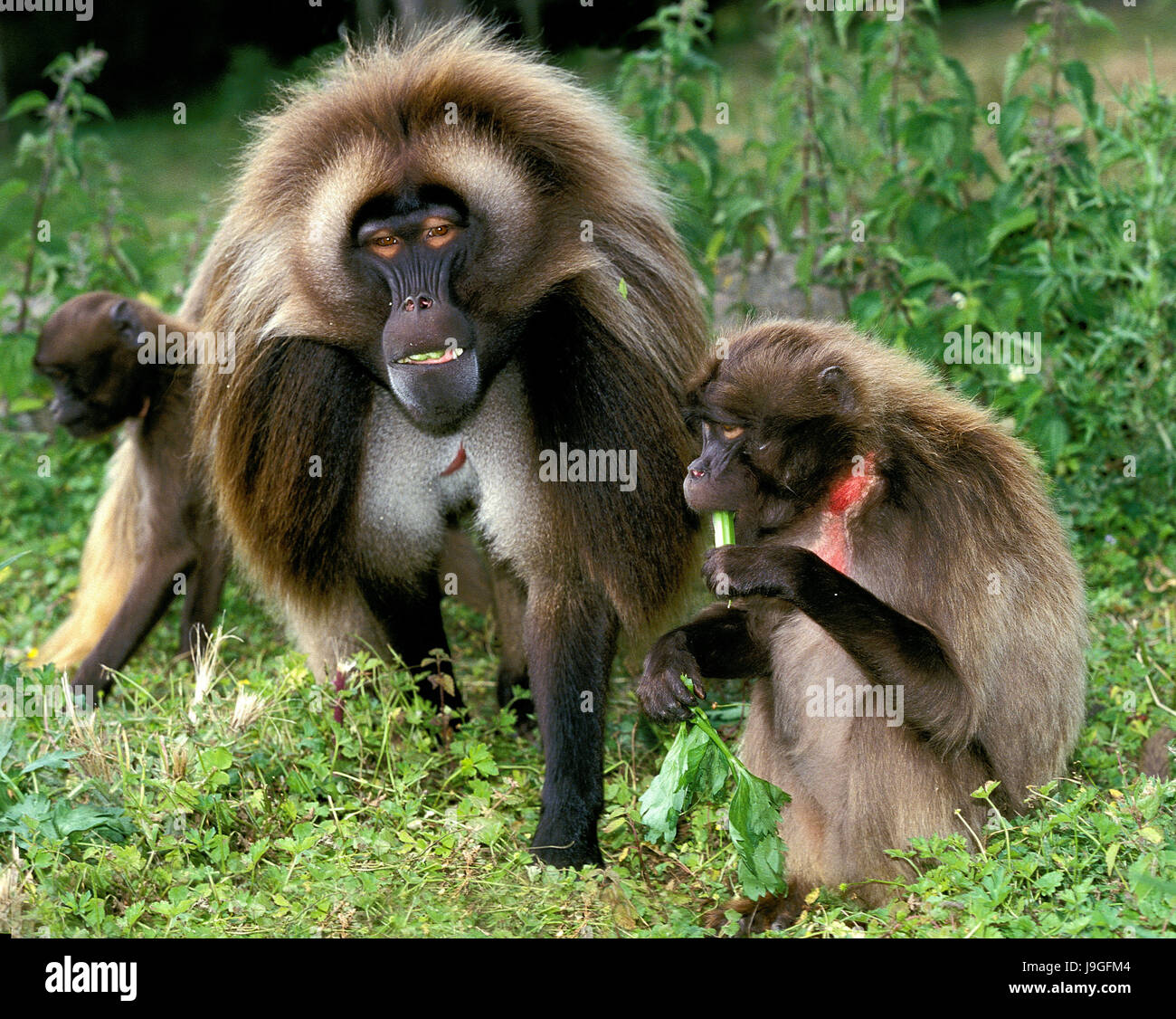 Gelada Baboon, theropithecus gelada, Pair Stock Photo - Alamy