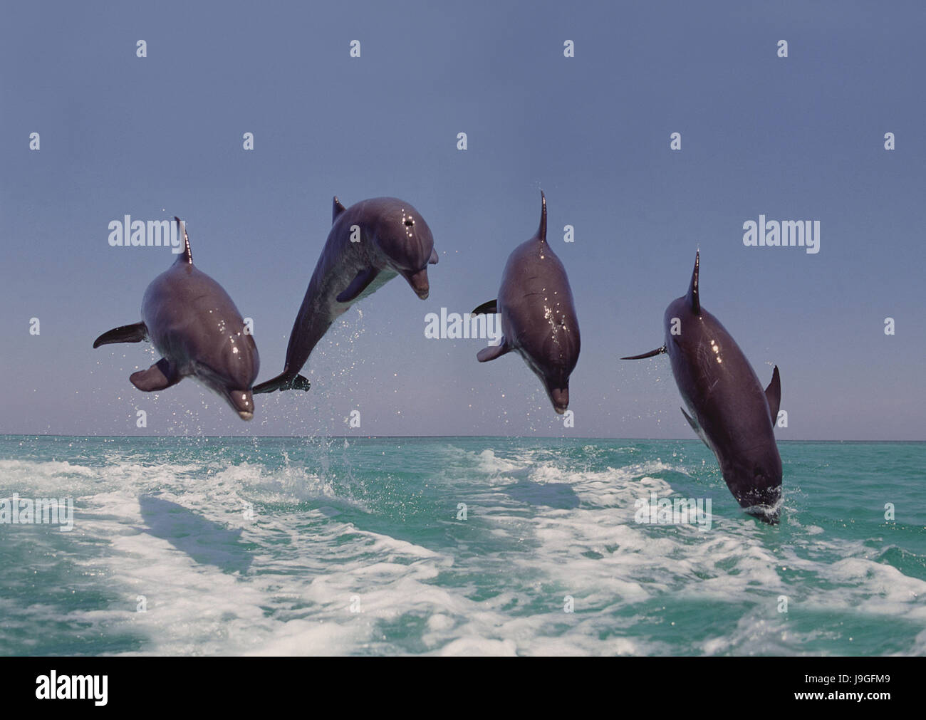 Bottlenose Dolphins, tursiops truncatus, Leaping, Honduras Stock Photo ...